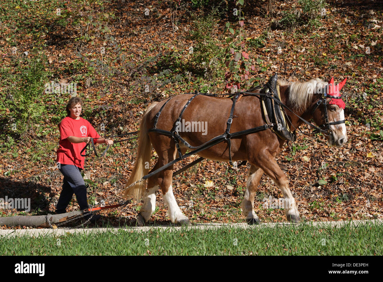 Draft horse horse logging hi-res stock photography and images - Alamy