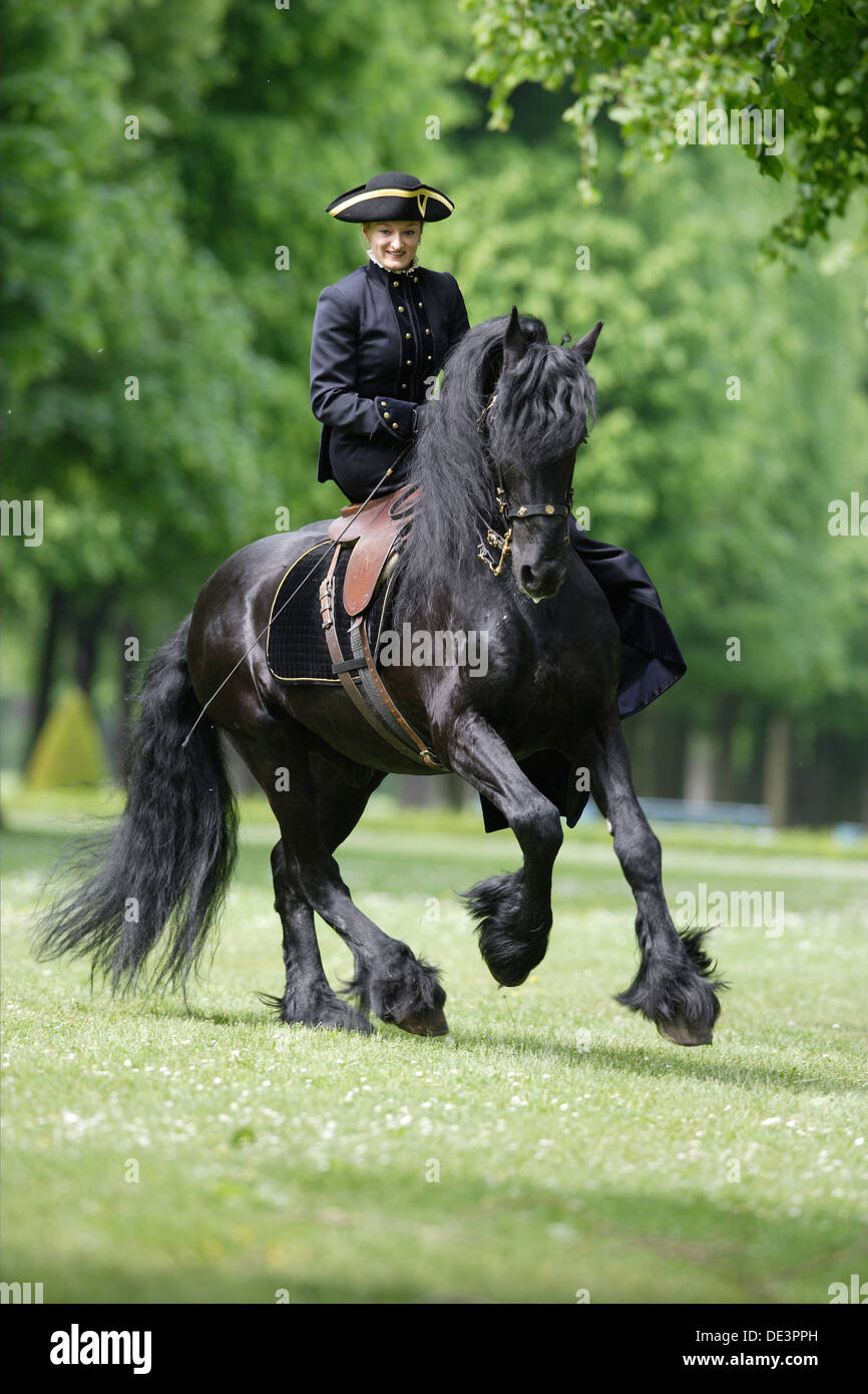 Friesian Horse Black stallion woman rider sidesaddle galloping park ...