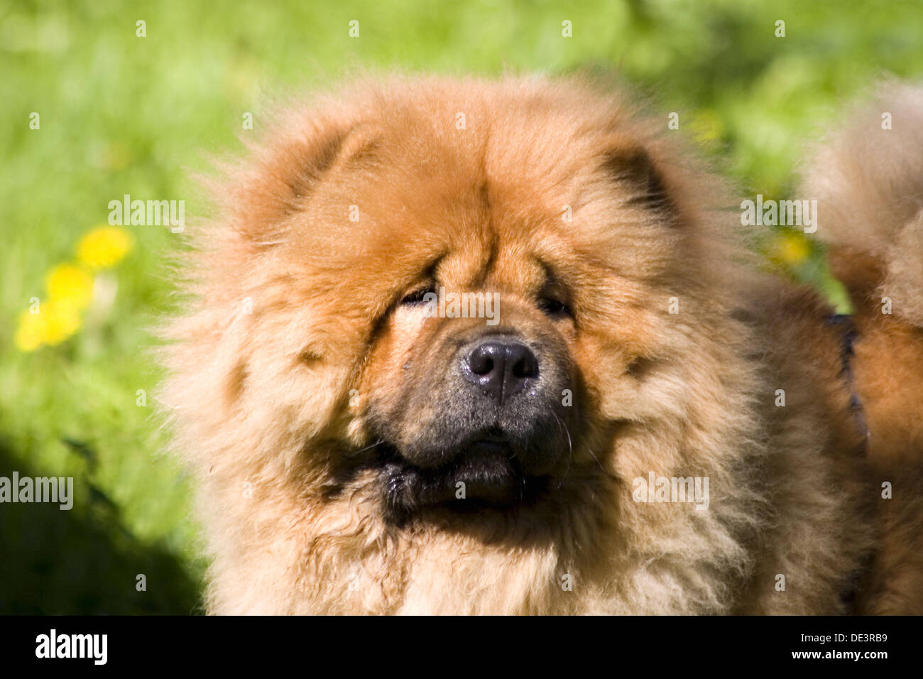 Chow Face High Resolution Stock Photography and Images - Alamy