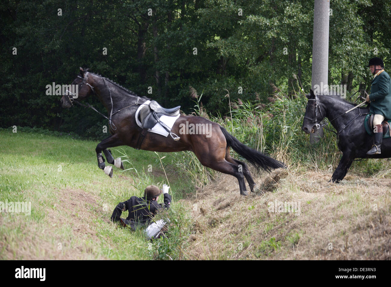 Accident horse hi-res stock photography and images - Alamy
