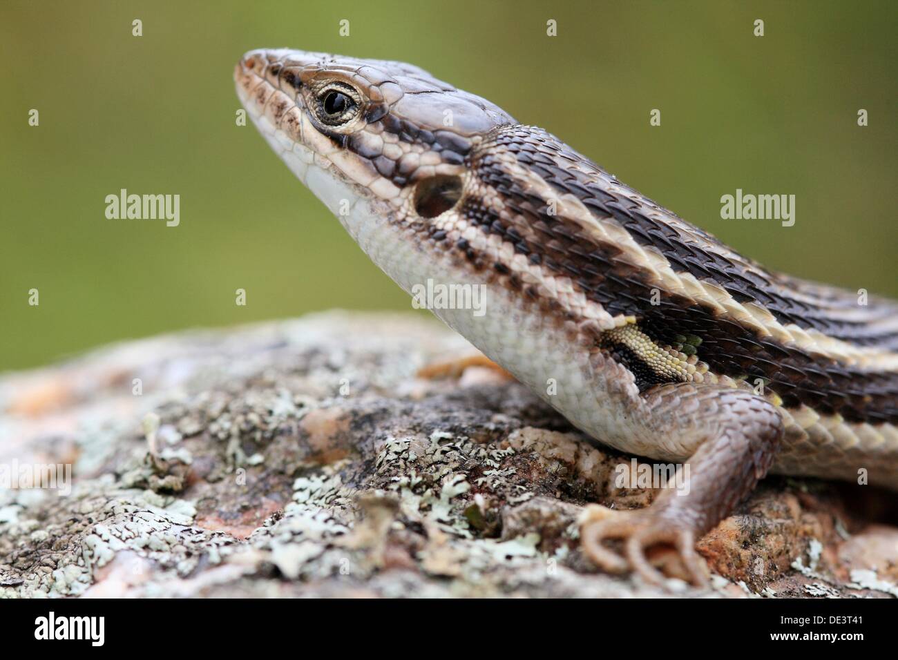 Two tailed lizard hi-res stock photography and images - Alamy