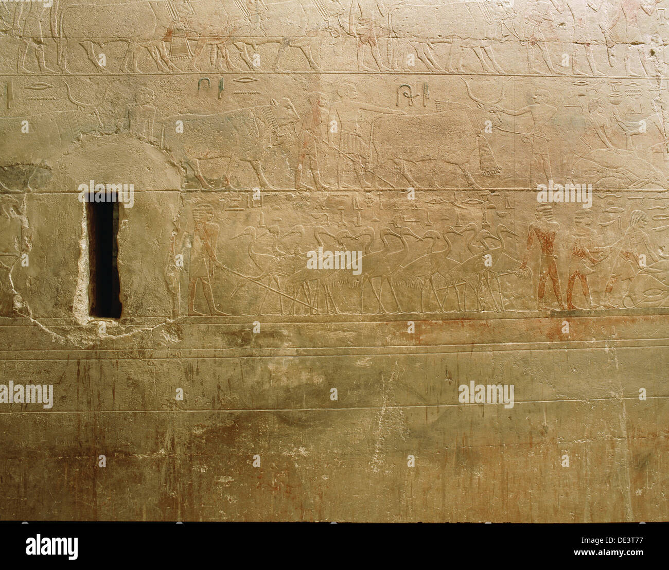 Ancient Egyptian Cattle High Resolution Stock Photography and Images ...