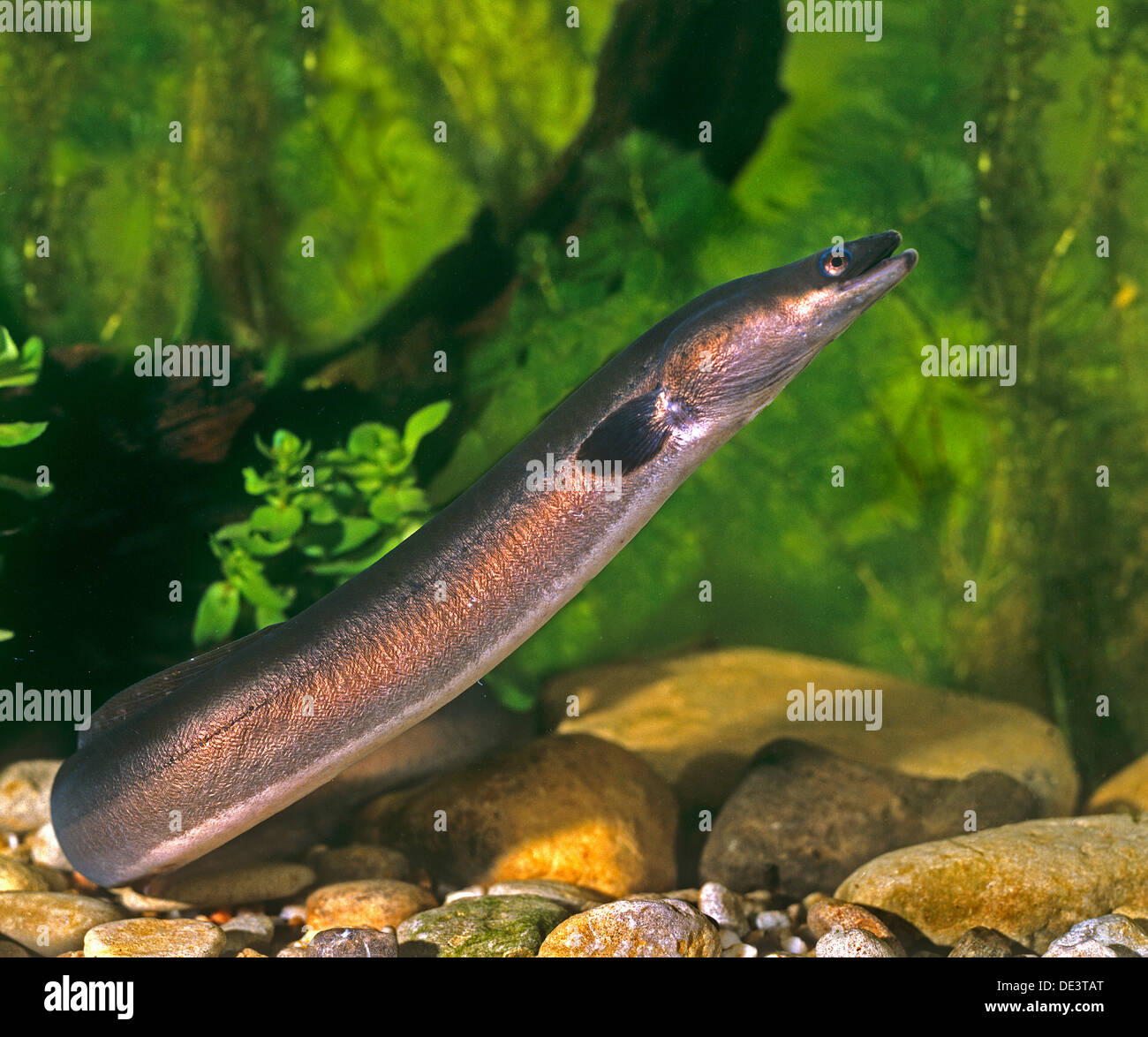 European Eel (Anguilla anguilla) under water Stock Photo - Alamy
