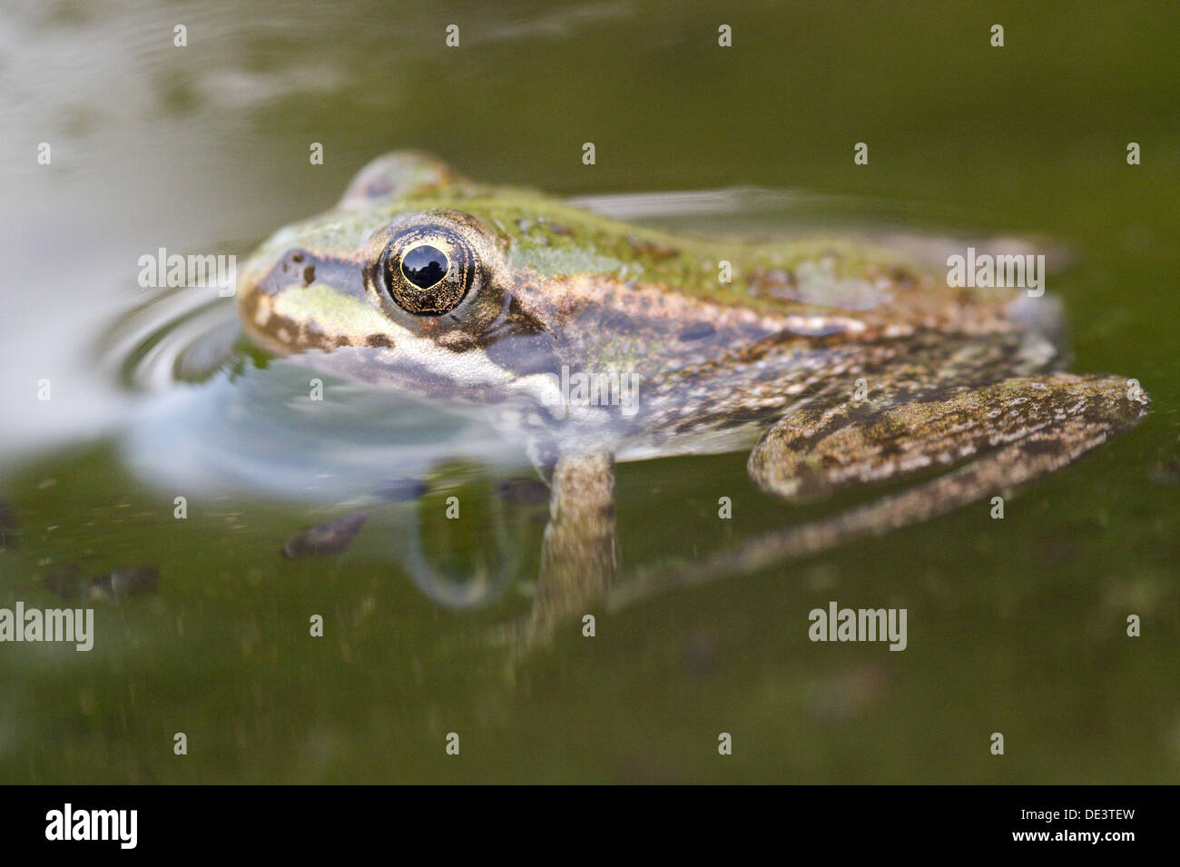 Rana comun hi-res stock photography and images - Alamy