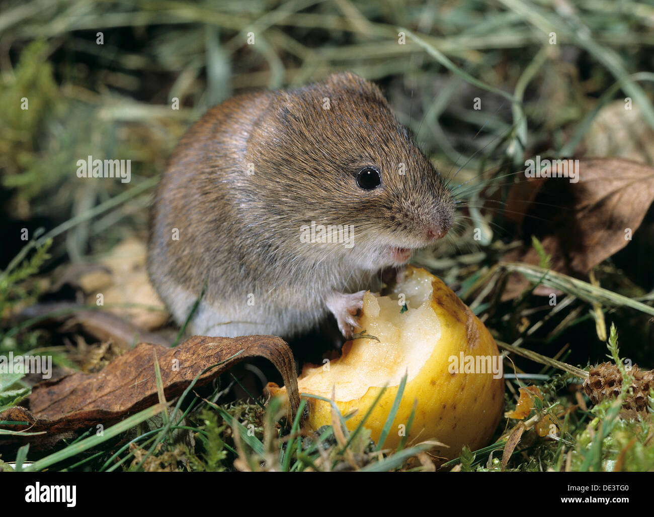 European Pine Vole (Microtus subterraneus) eating an apple Stock Photo ...
