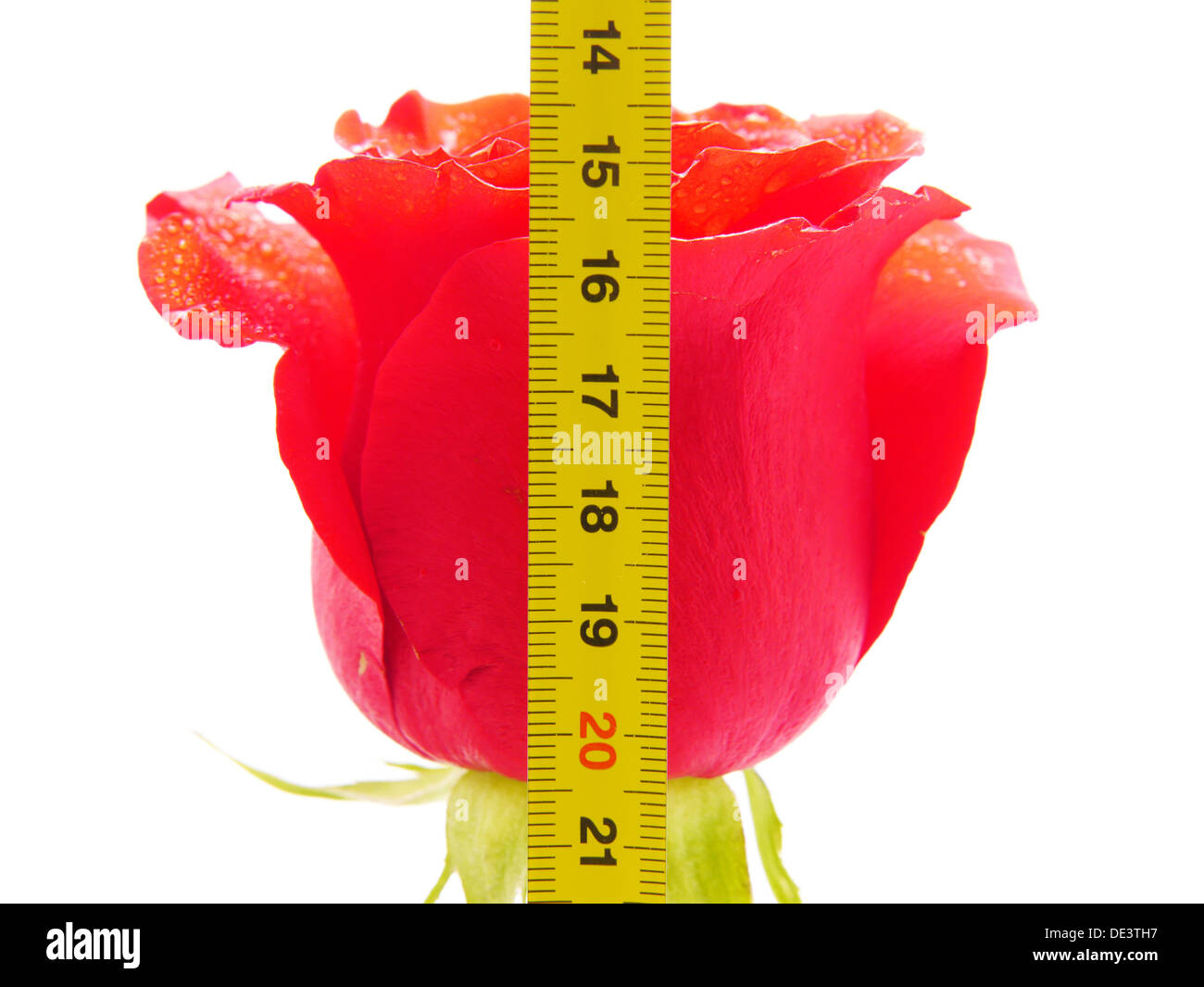 Rose and ruler on a white background Stock Photo - Alamy