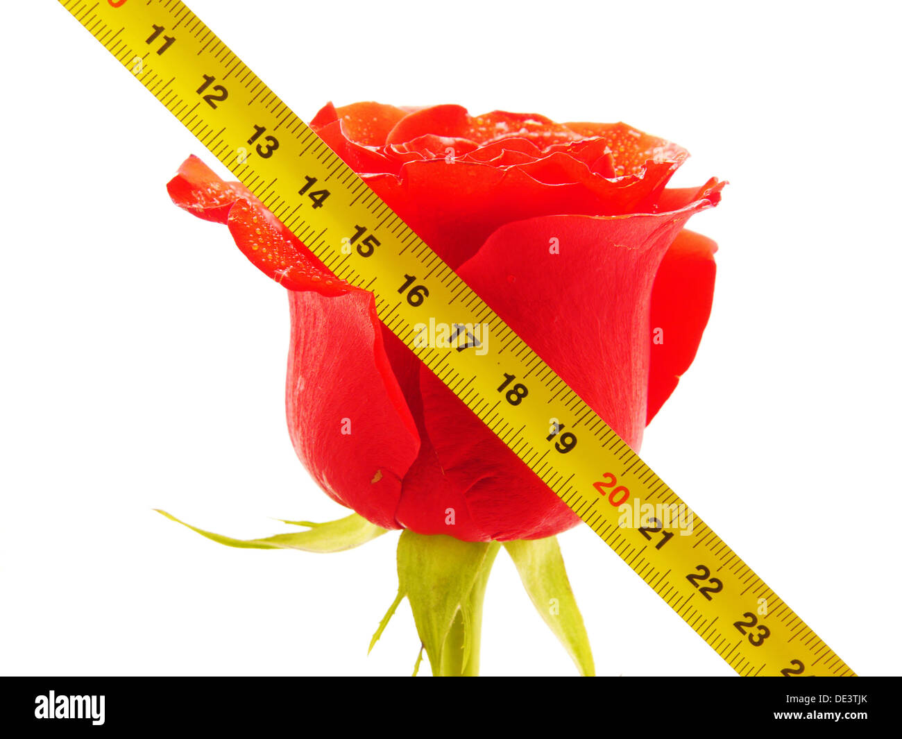 Rose and ruler on a white background Stock Photo - Alamy