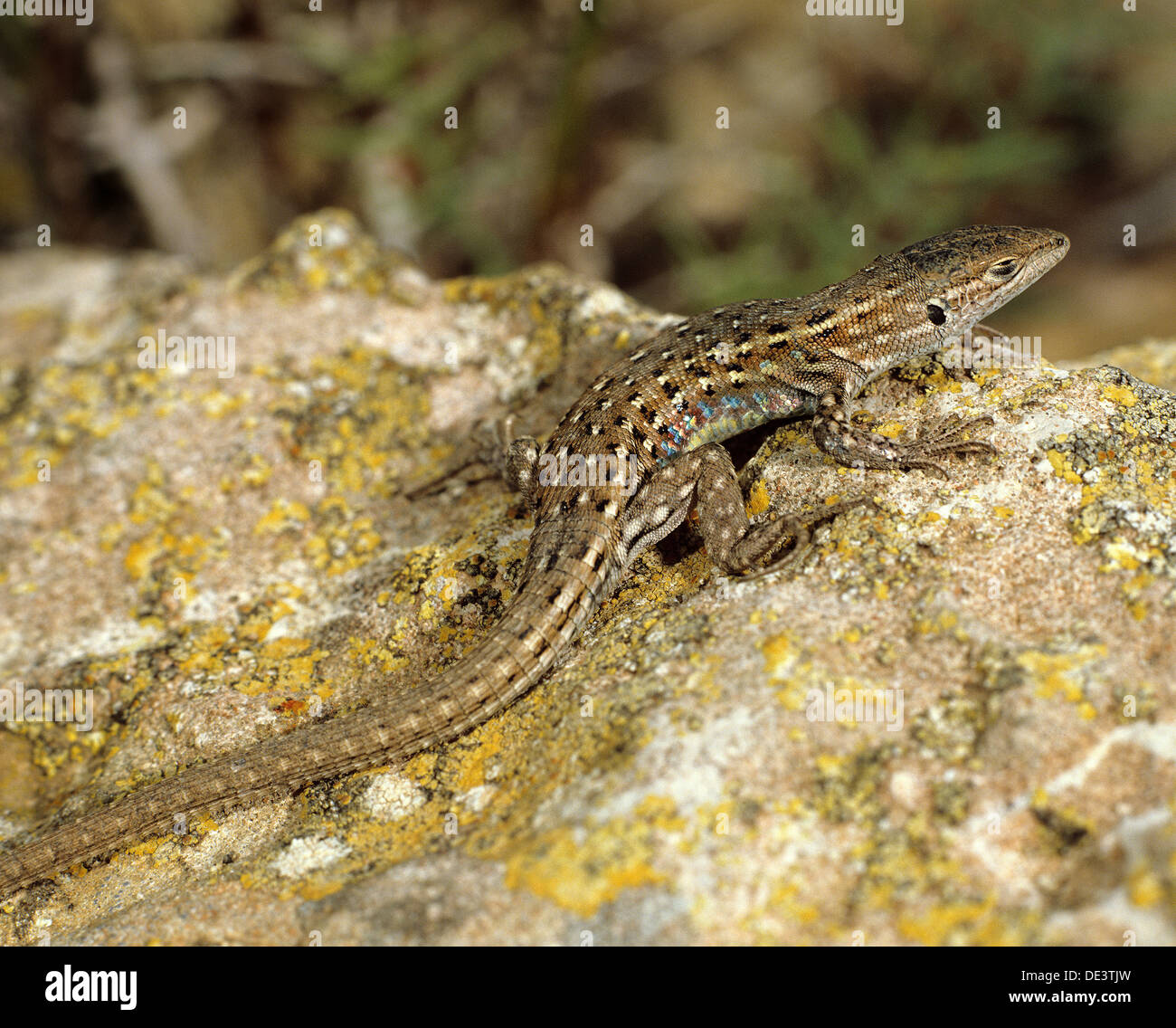 Iberian Wall Lizard (Podarcis hispanica, Lacerta hispanica) sunbathing ...