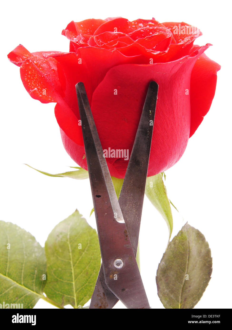 Rose and scissors on a white background Stock Photo - Alamy