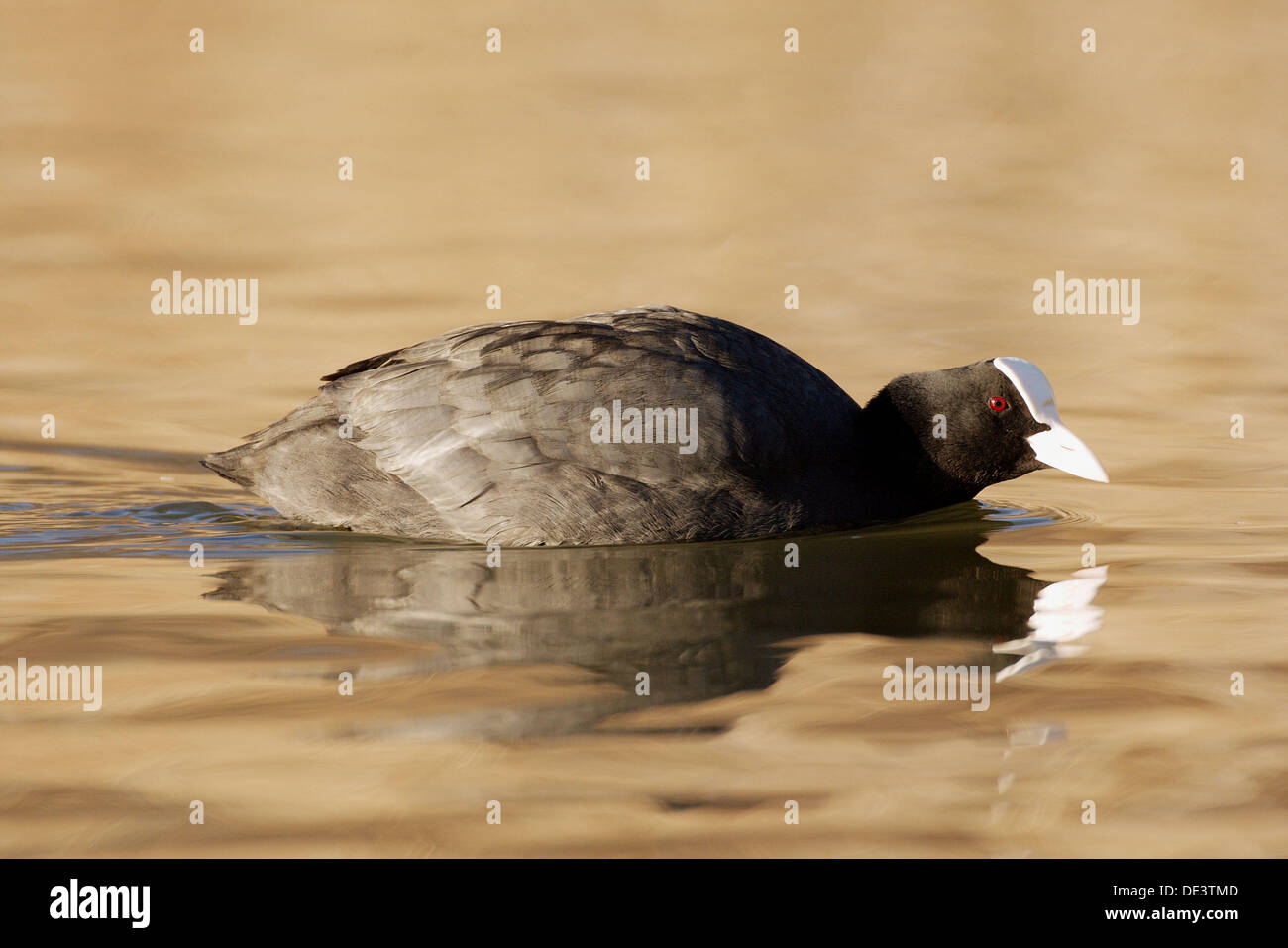 Animal mating ritual hi-res stock photography and images - Alamy