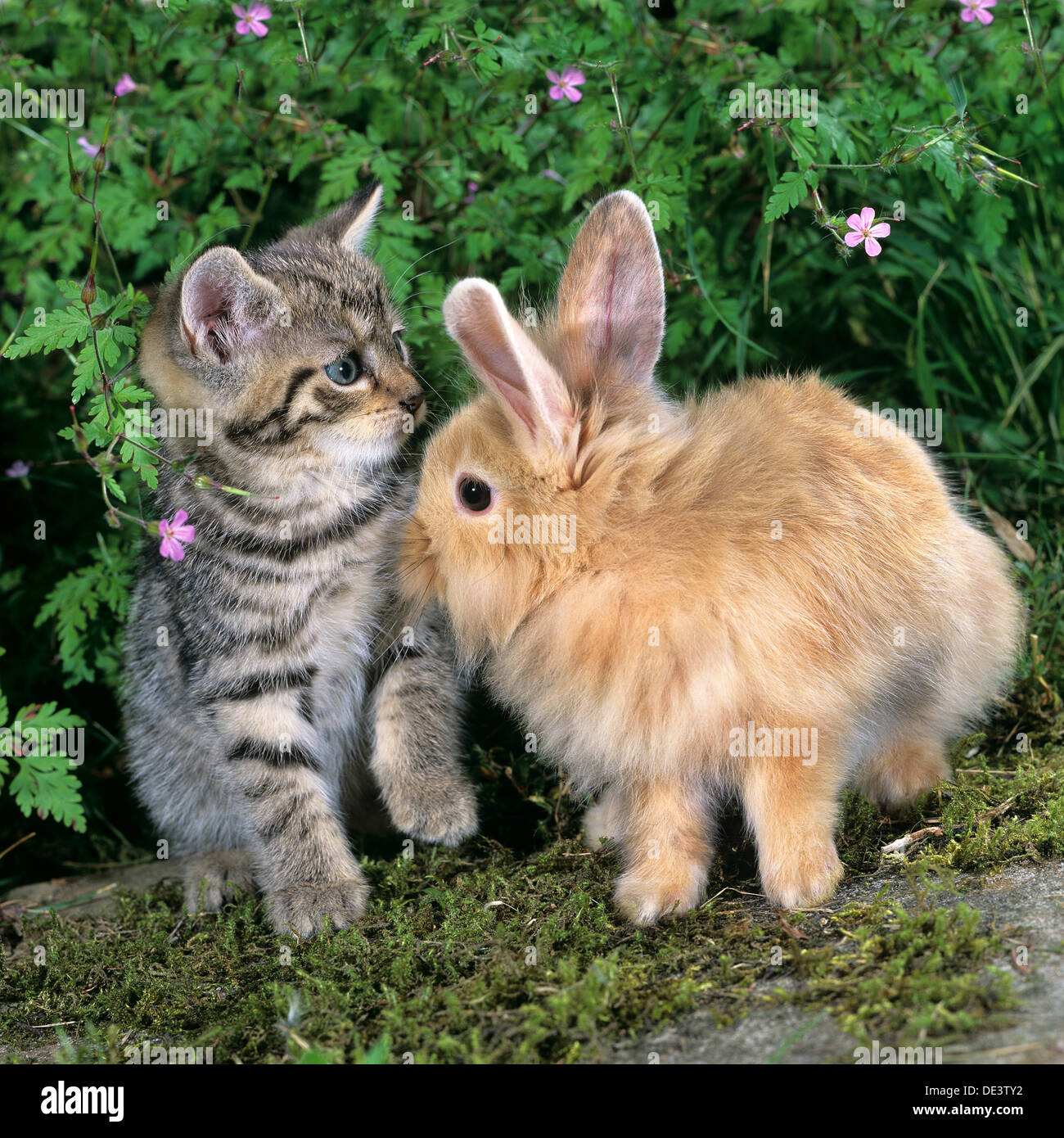 Domestic Cat. Tabby kitten and a young Dwarf Rabbit meating on a meadow ...
