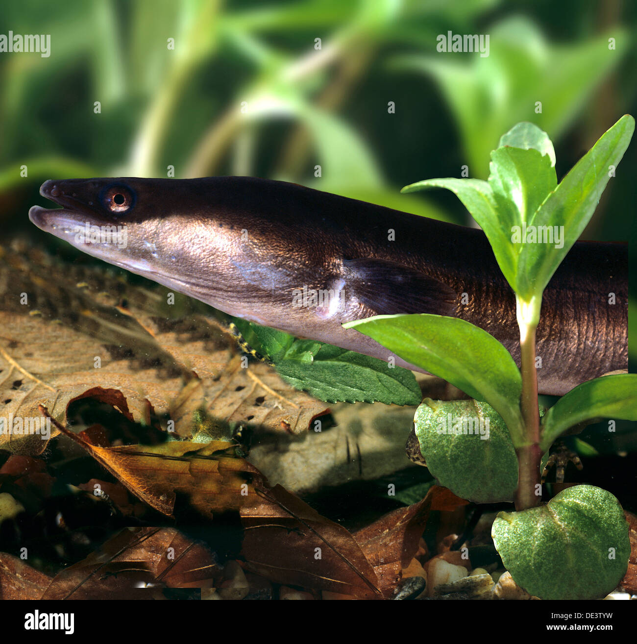 European Eel (Anguilla anguilla) under water Stock Photo - Alamy