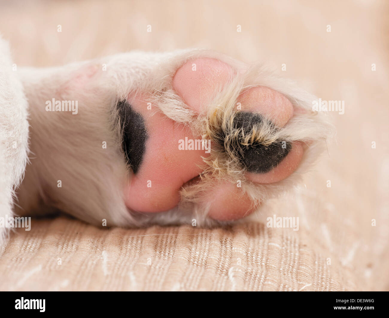 Underside of foot hi-res stock photography and images - Alamy