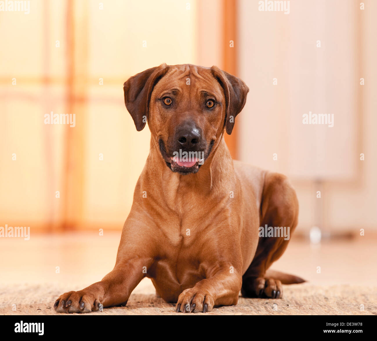 Rhodesian ridgeback lying room hi-res stock photography and images - Alamy