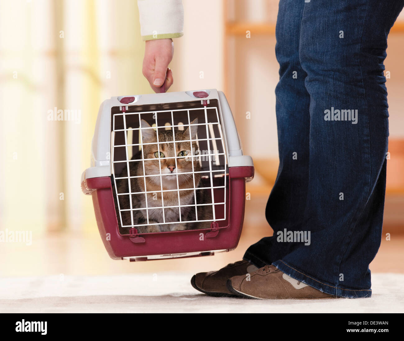 Being carried cat being carried hi-res stock photography and images - Alamy
