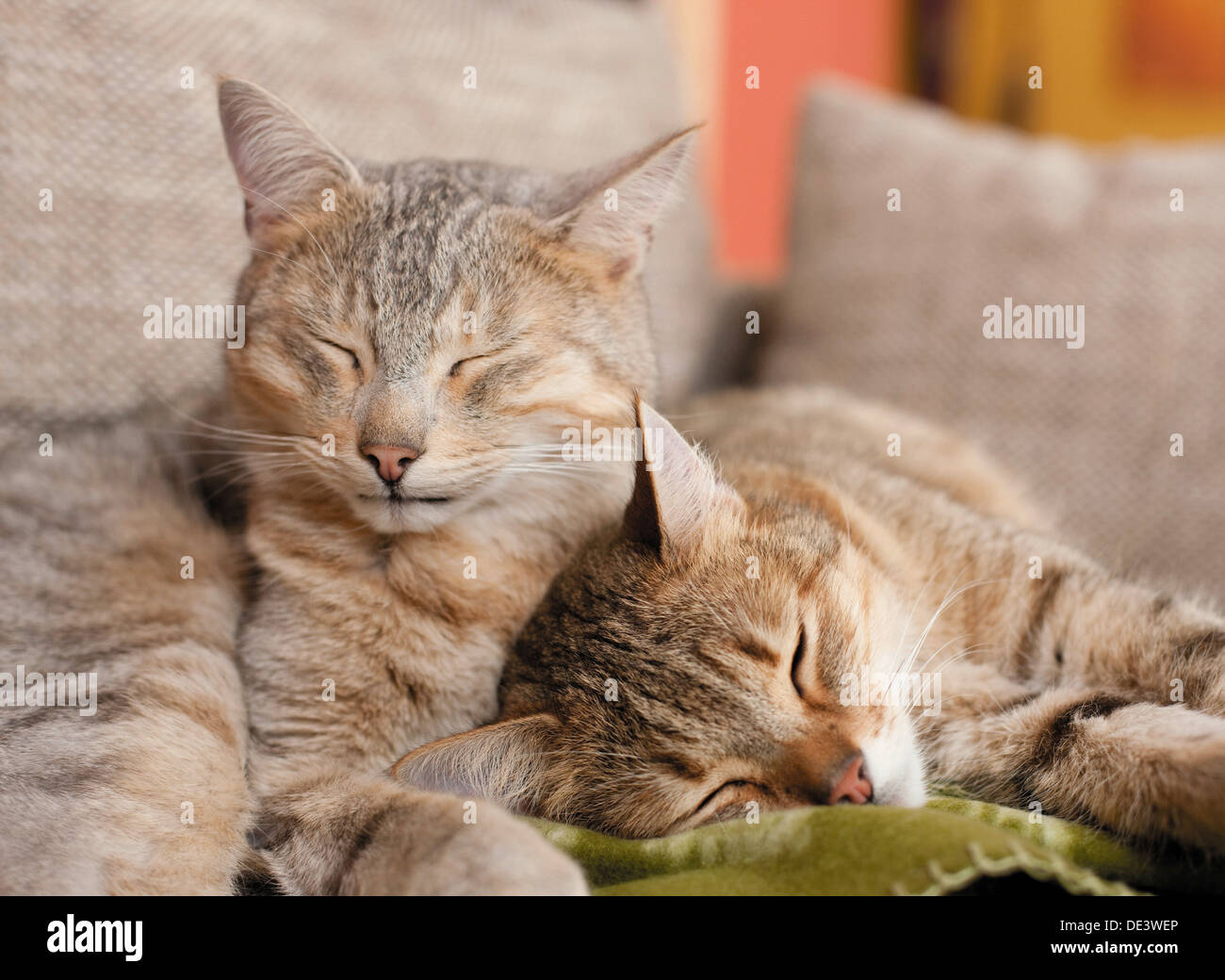 Domestic cat Two adults dozing next each other Stock Photo - Alamy