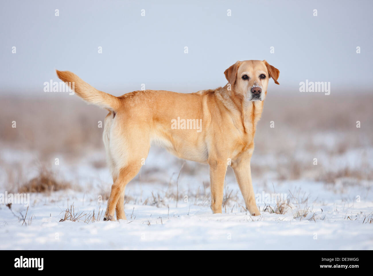 Yellow Labrador Retriever standingsnow Stock Photo - Alamy