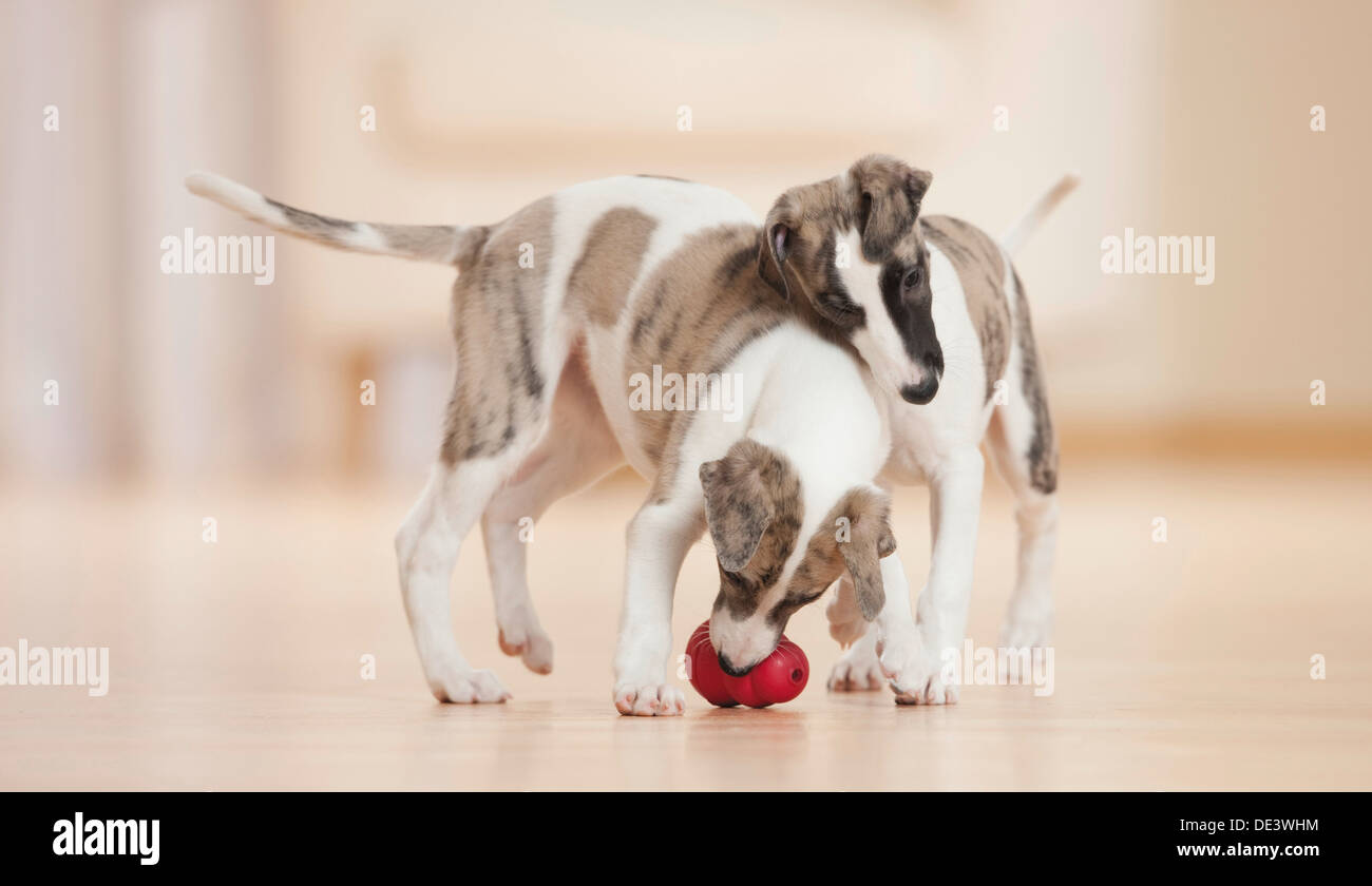 Red snap hi-res stock photography and images - Alamy