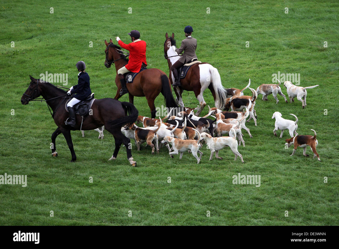 Iffezheim, Germany, rider and dog at a drag hunt Stock Photo - Alamy