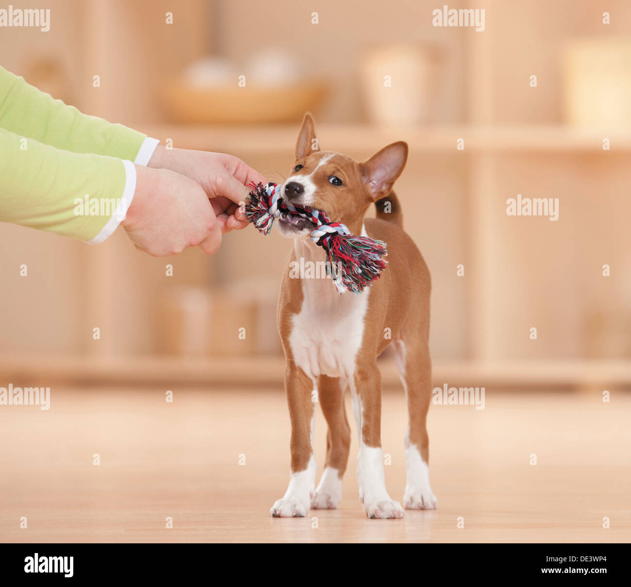 Basenji inside hi-res stock photography and images - Alamy