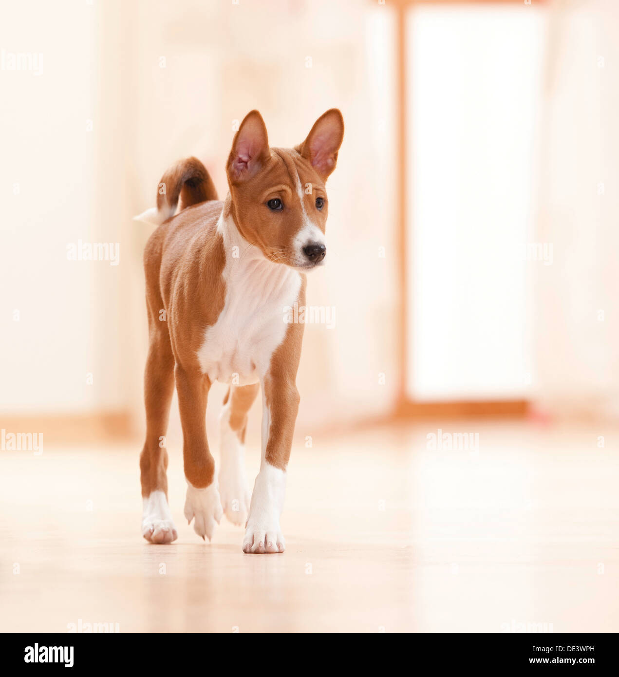 Basenji basenji dog hi-res stock photography and images - Alamy