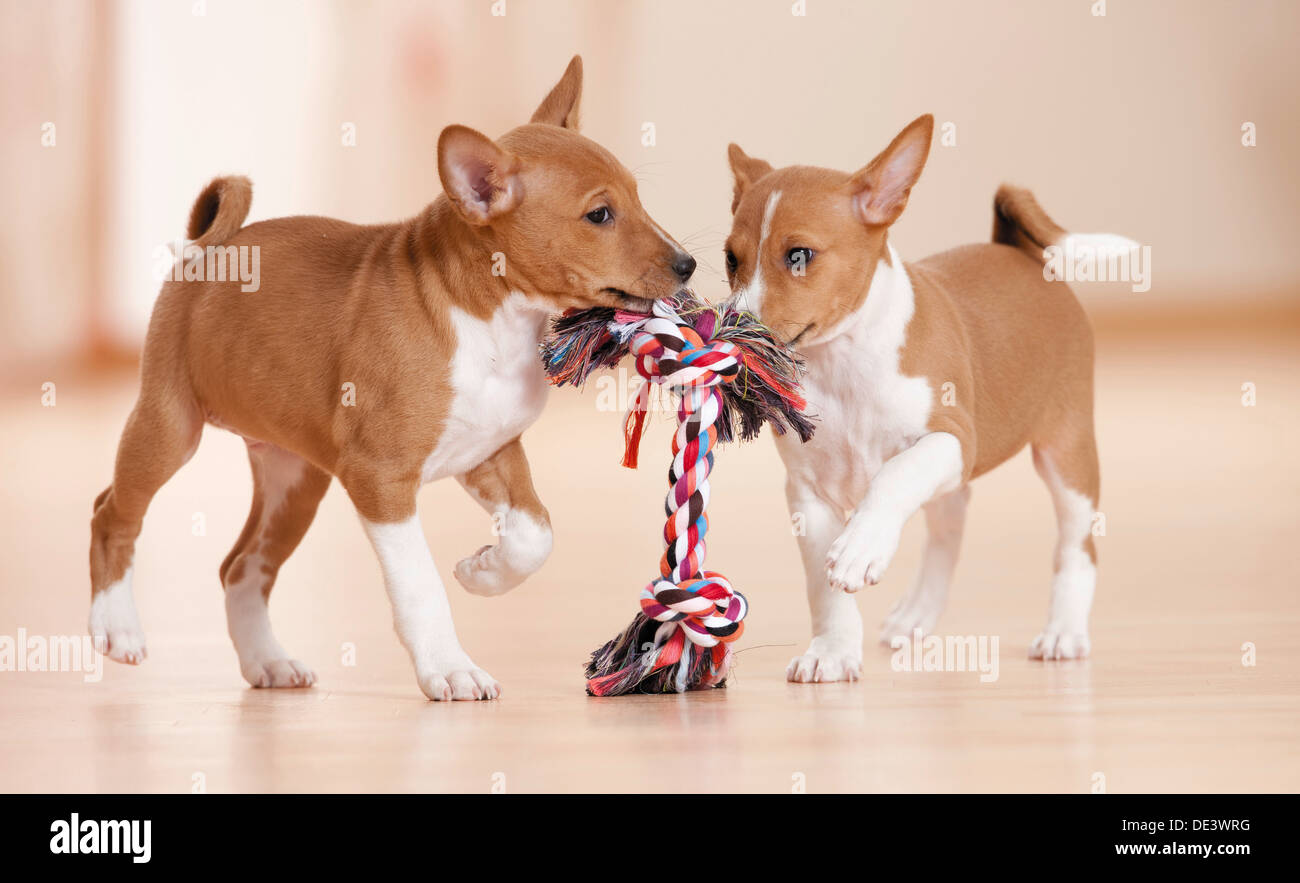 Basenji canis familiaris two puppies hi-res stock photography and ...