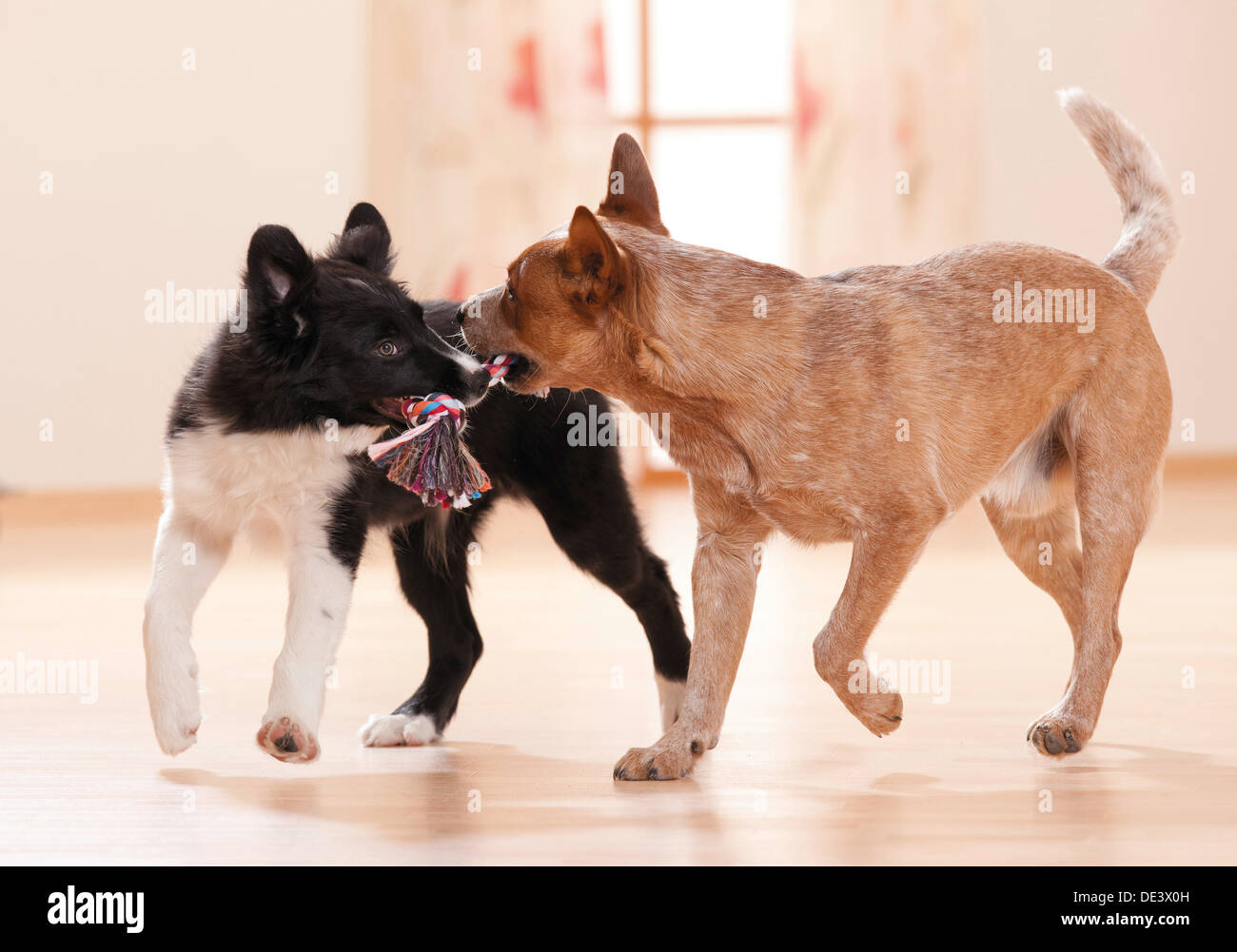 Border Collie Australian Cattle Dog Two puppies playing room colourful ...