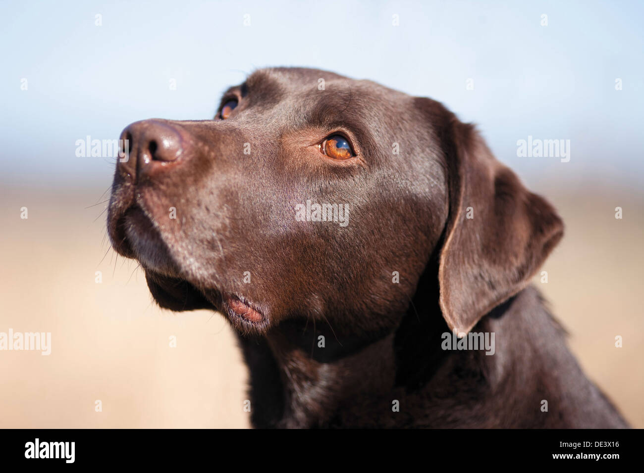 Labrador Retriever Portrait brown adult Stock Photo - Alamy