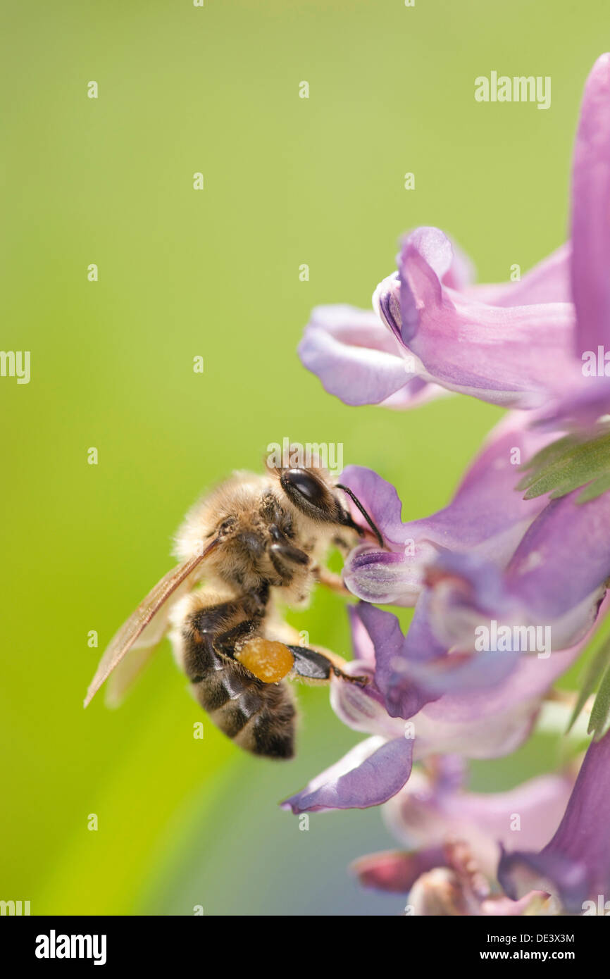 European Honey Bee, Western Honey Bee (Apis mellifera, Apis mellifica ...