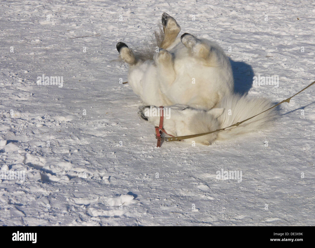 White pony in the snow Stock Photo - Alamy