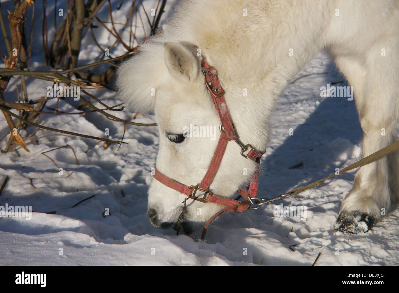 Portrait of a white pony in the winter Stock Photo - Alamy