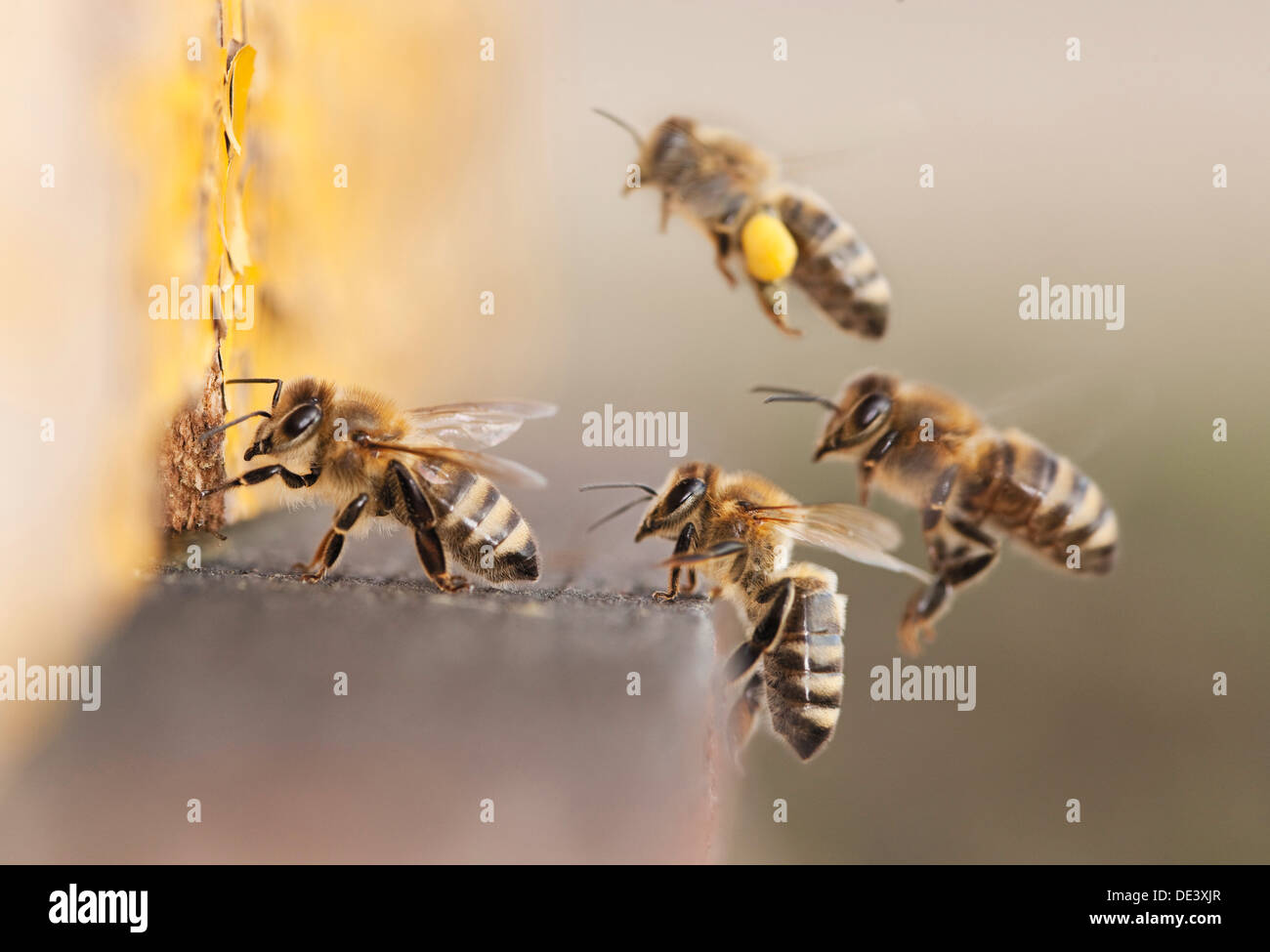 European Honey Bee, Western Honey Bee (Apis mellifera, Apis mellifica ...