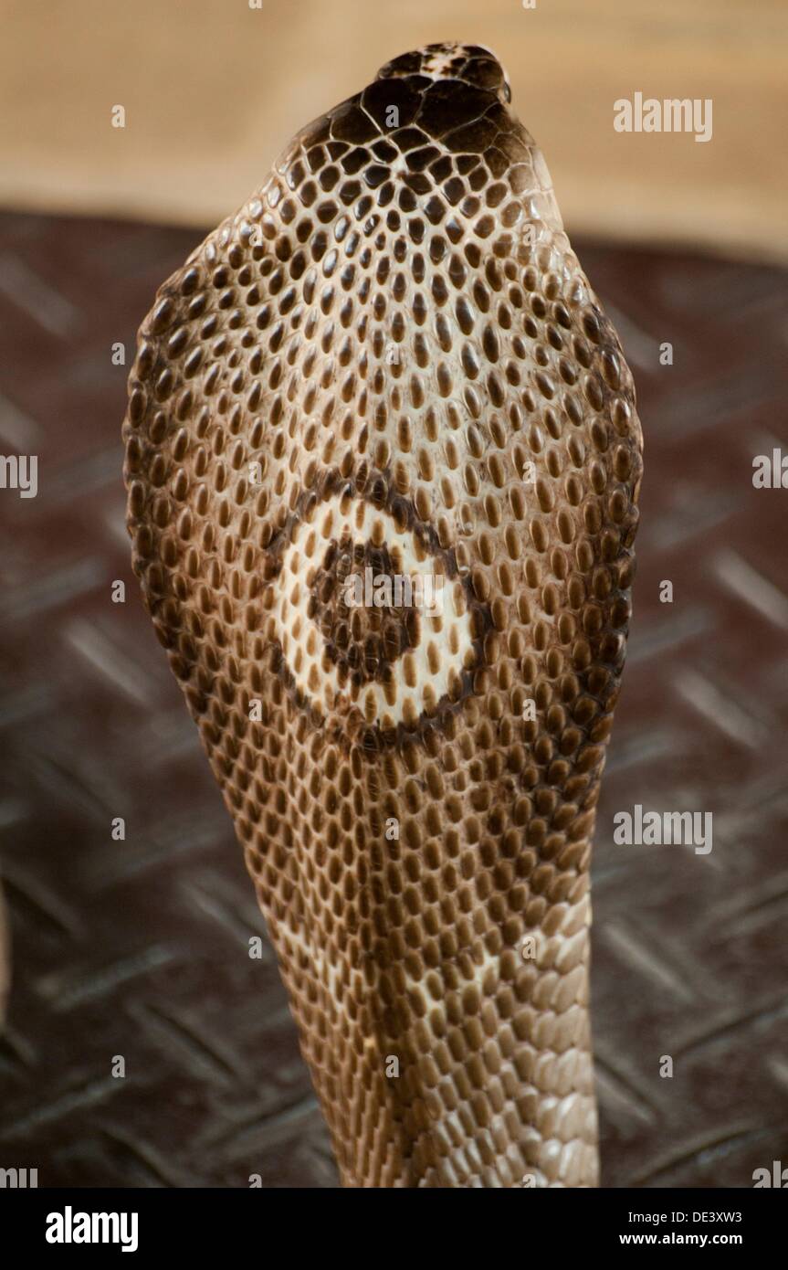 Venomous snakes of thailand hi-res stock photography and images - Alamy
