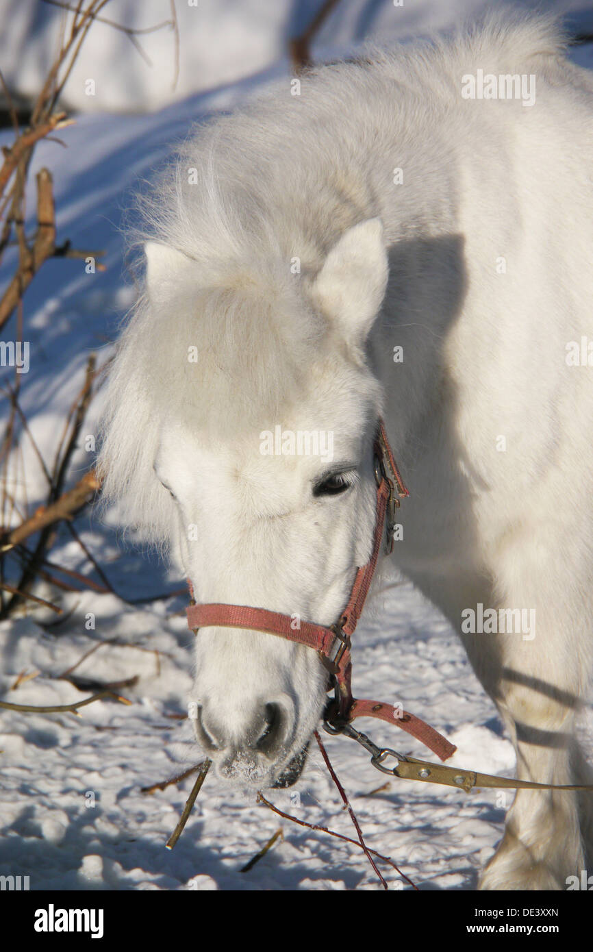 Portrait of a white pony in the winter Stock Photo - Alamy