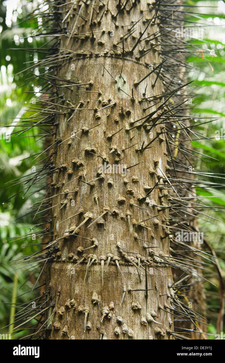 Giant palm tree malaysia hi-res stock photography and images - Alamy