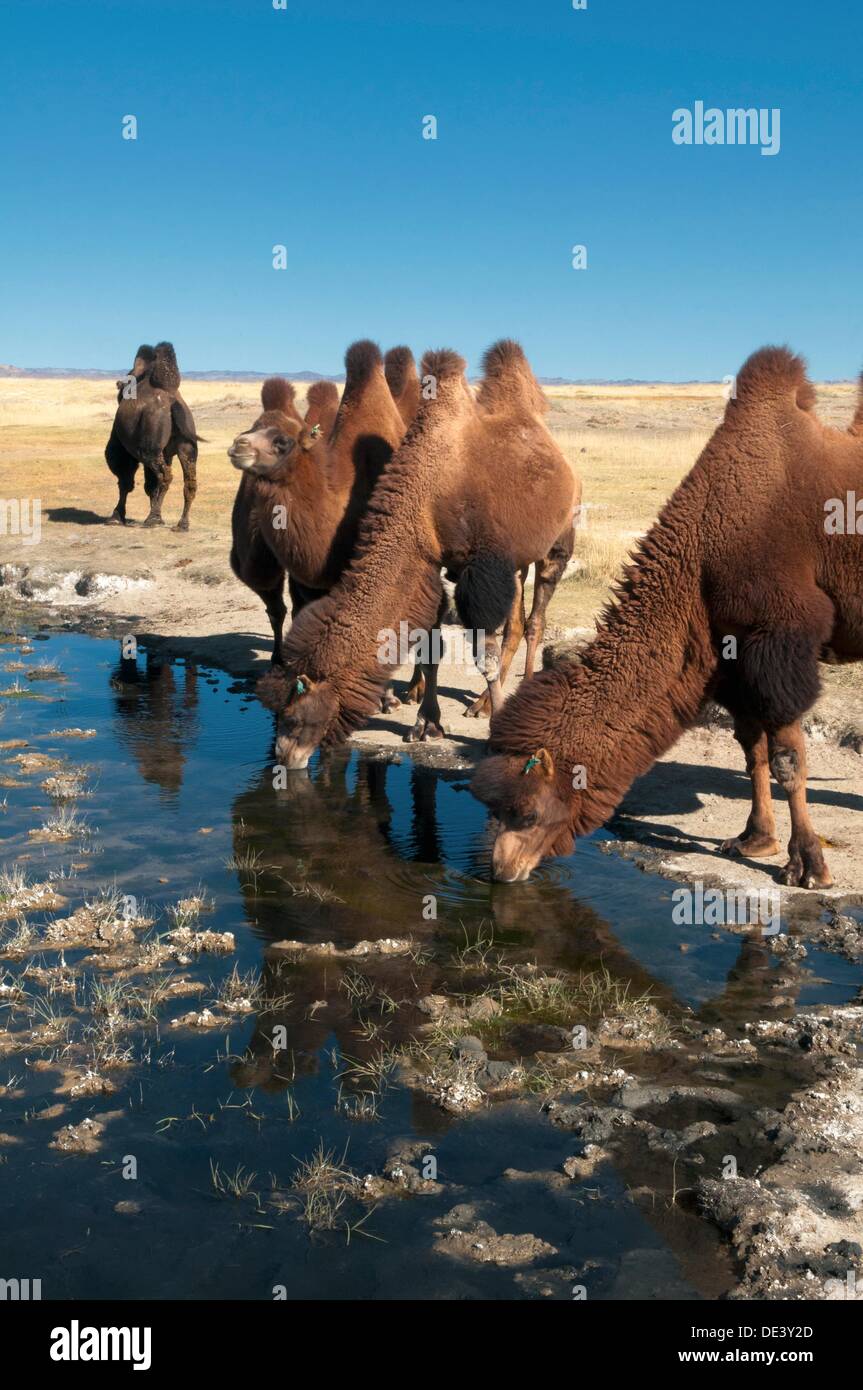 Bactrian camels camelus bactrianus in mongolian steppe hi-res stock ...