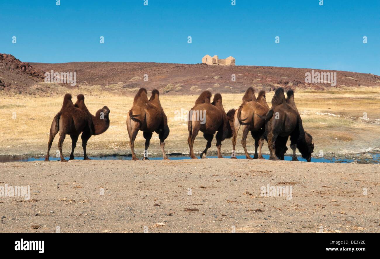 Bactrian camels camelus bactrianus in mongolian steppe hi-res stock ...