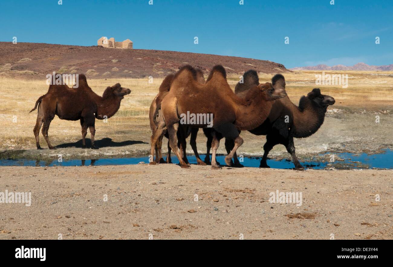 Bactrian camels camelus bactrianus in mongolian steppe hi-res stock ...