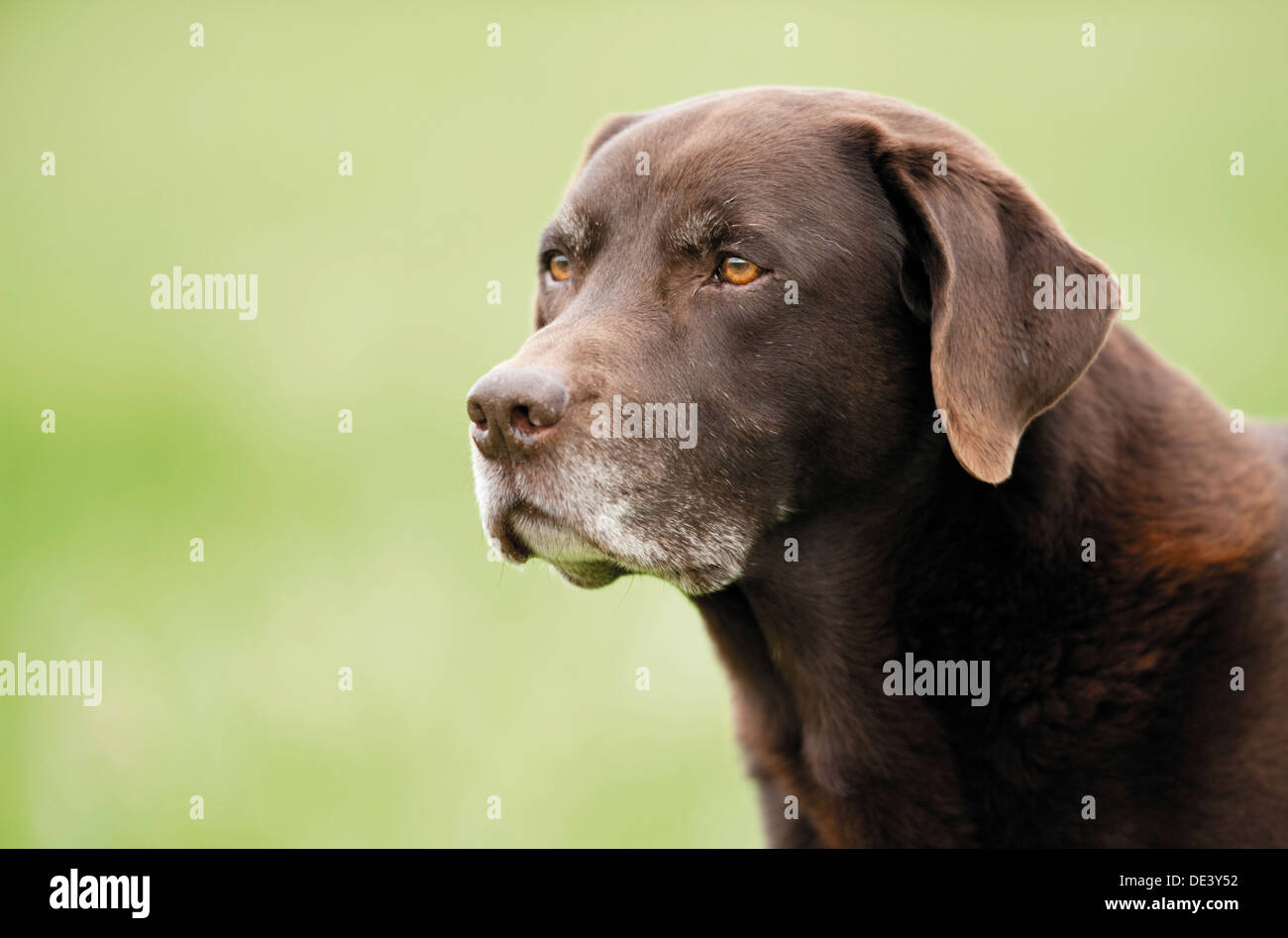 Labrador Retriever Portrait brown elderly adult Stock Photo - Alamy