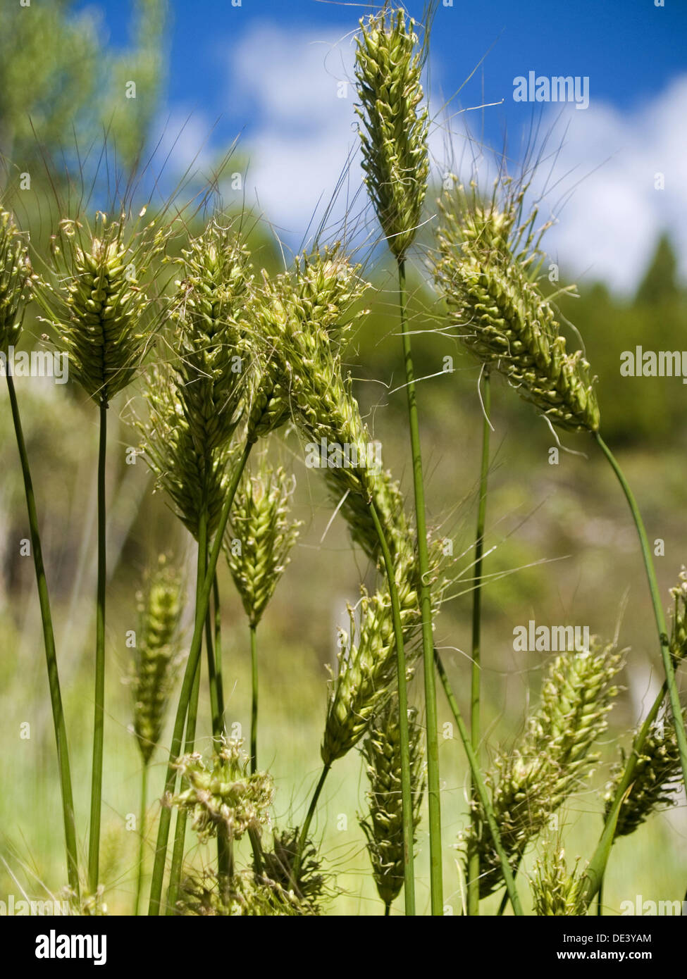 Indian Millet Stock Photos & Indian Millet Stock Images - Alamy