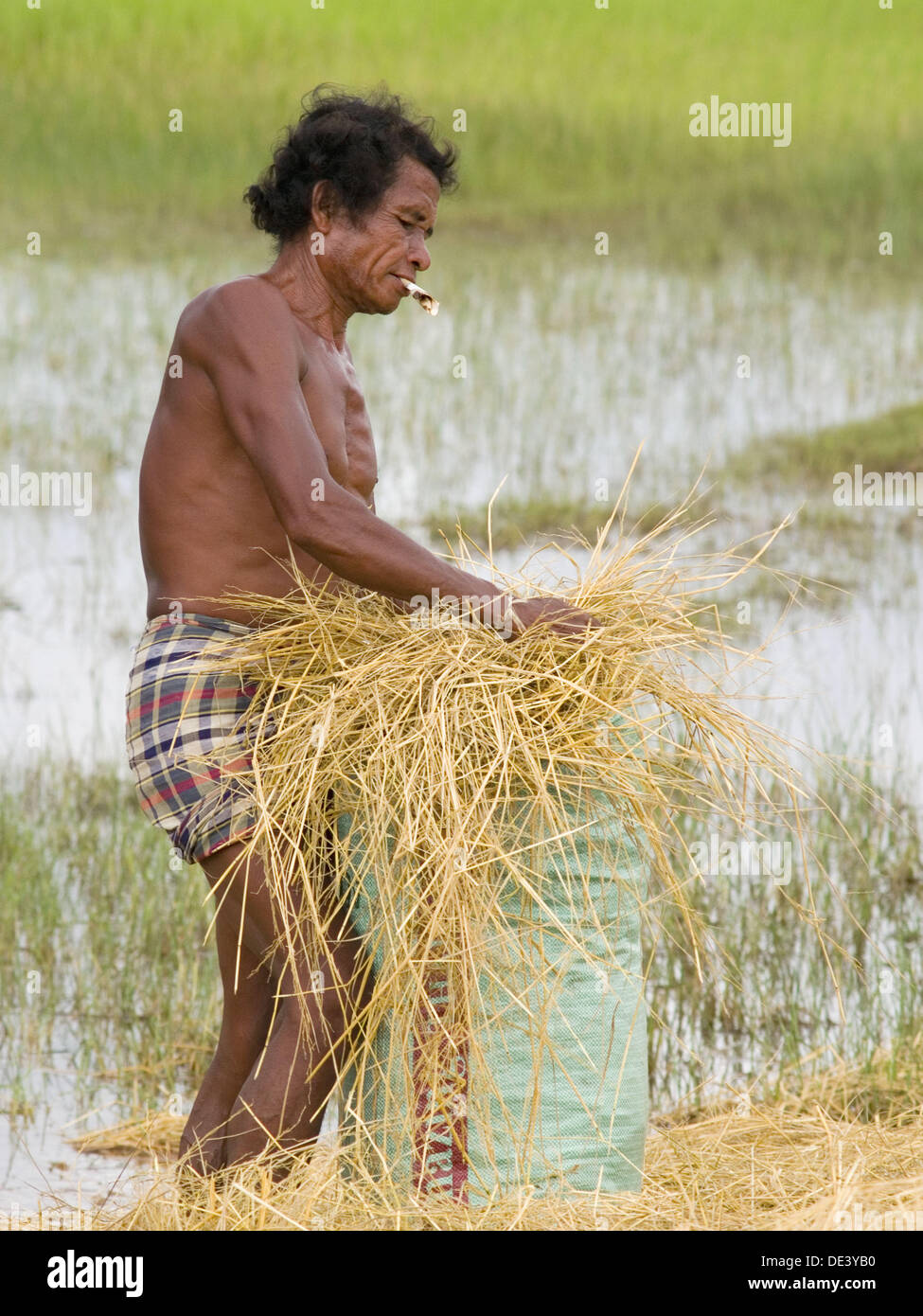 smoking farmer works his rice harvest on Don Khong island in southern ...