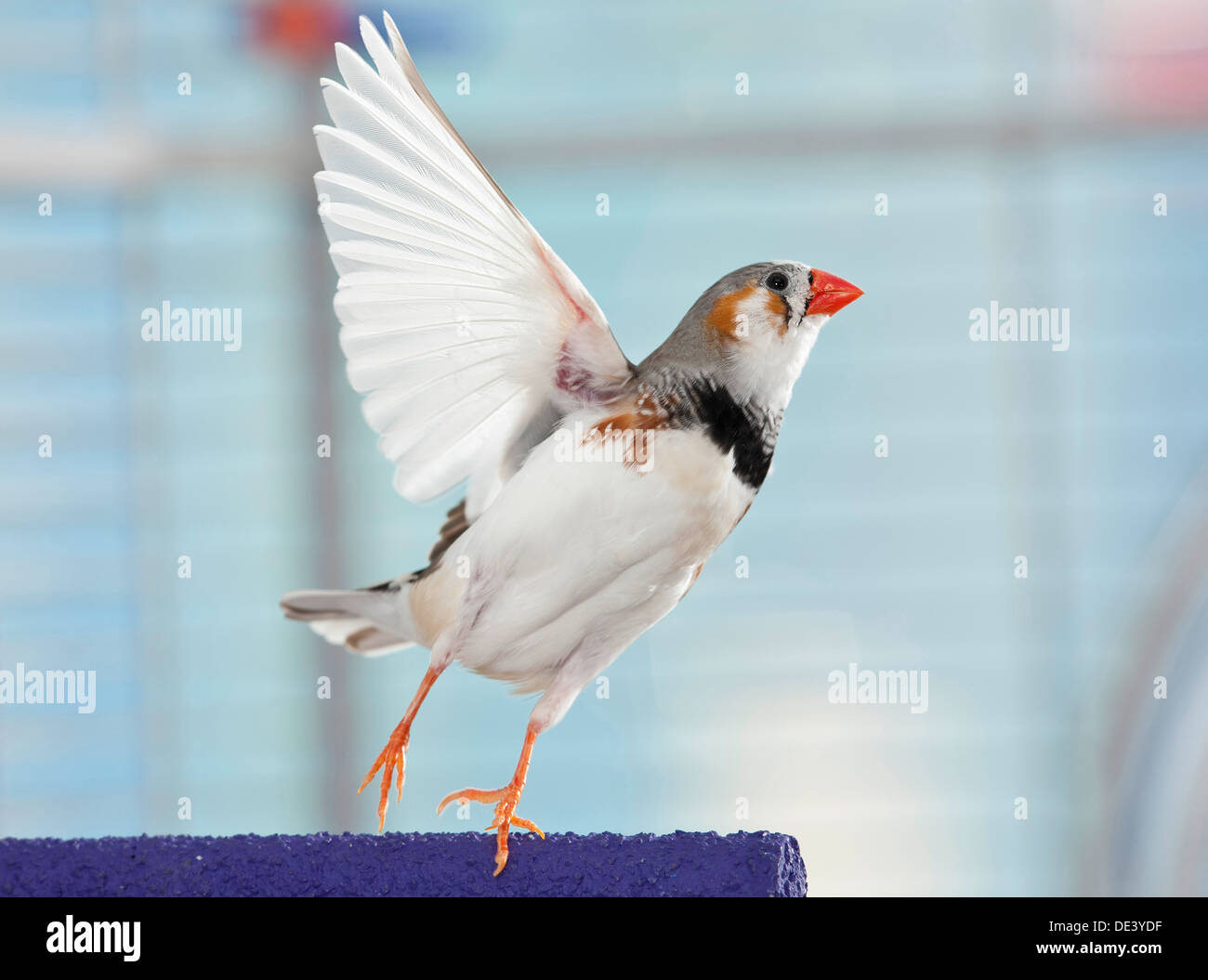 Zebra Finch Taeniopygia guttata Adult bird taking-off Stock Photo - Alamy