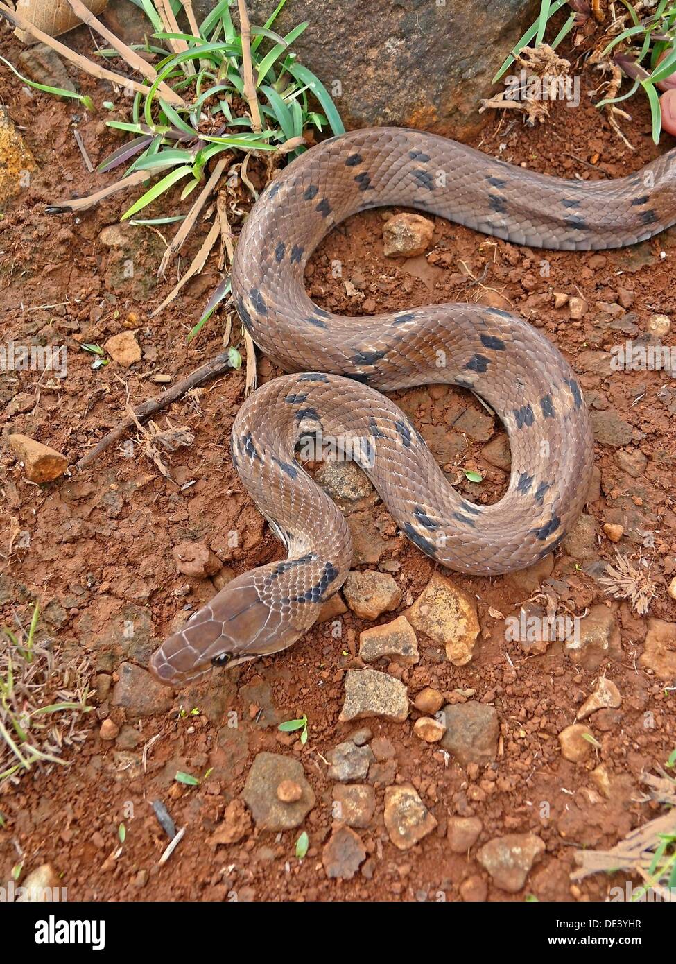 Trinket snake coelognathus helena hi-res stock photography and images ...
