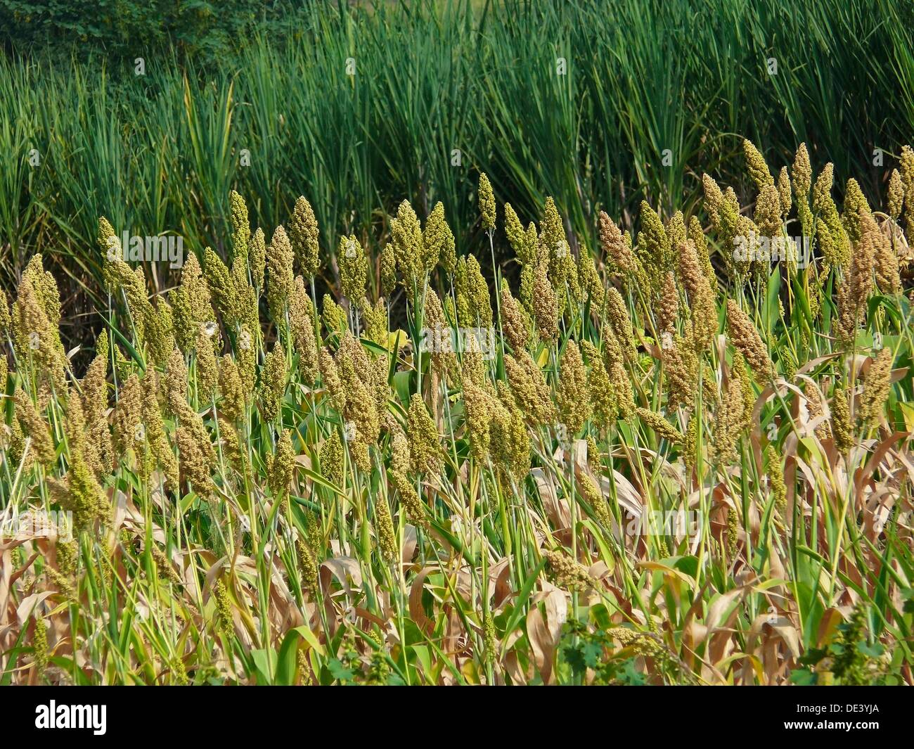 Agriculture jawar hi-res stock photography and images - Alamy