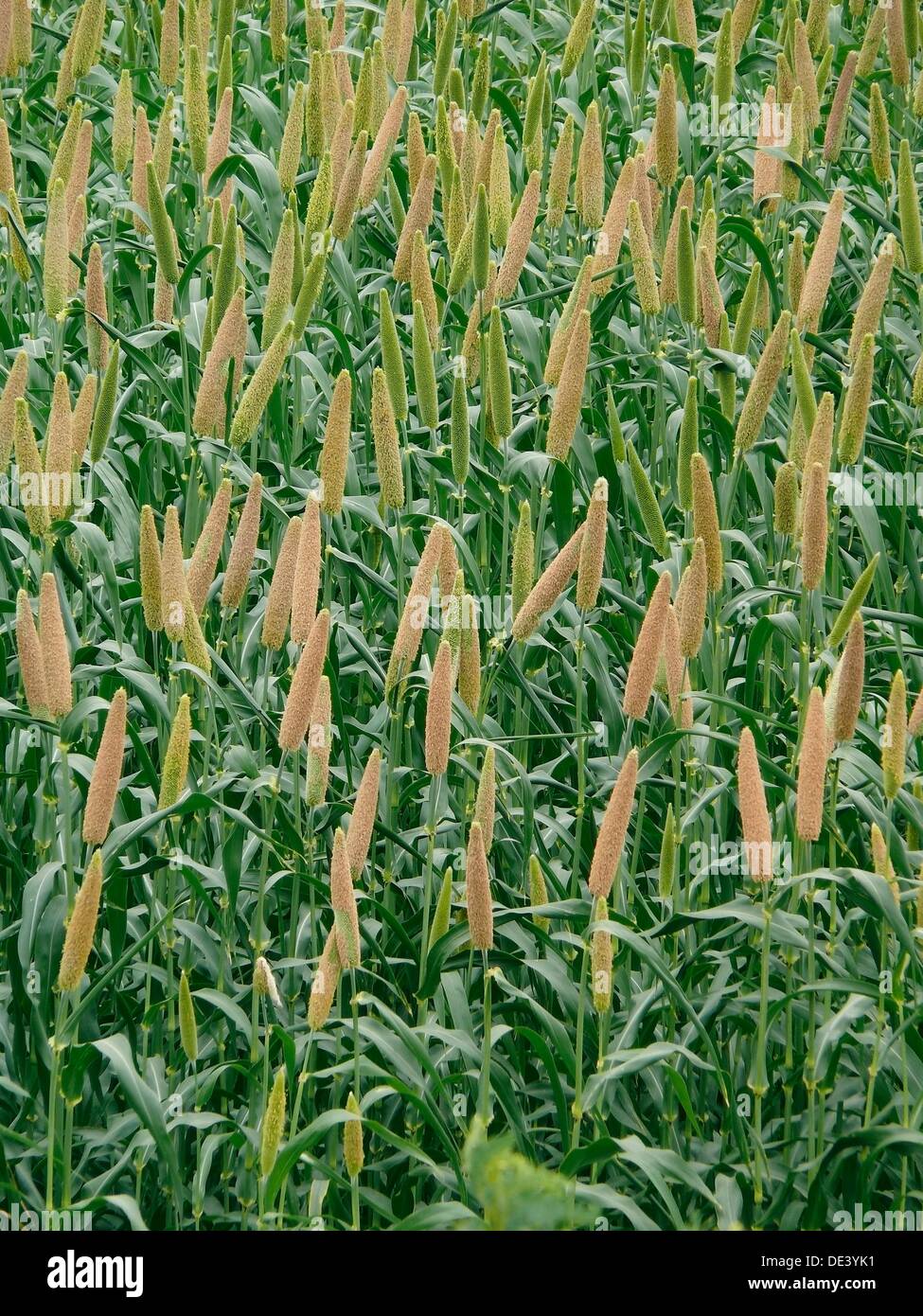Field of bajari hi-res stock photography and images - Alamy