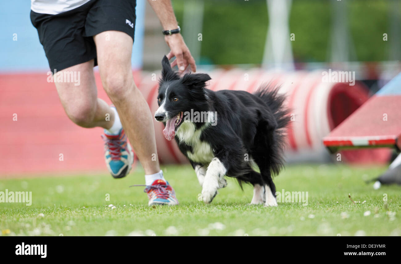 Border Collie agility course running next to handler Stock Photo - Alamy