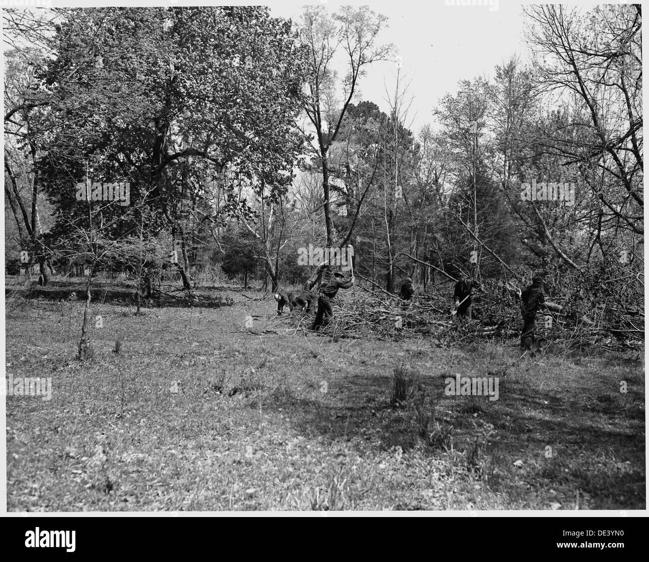 CCC enrollees are clearing trees in a pasture on W. W. Riser's farm in ...