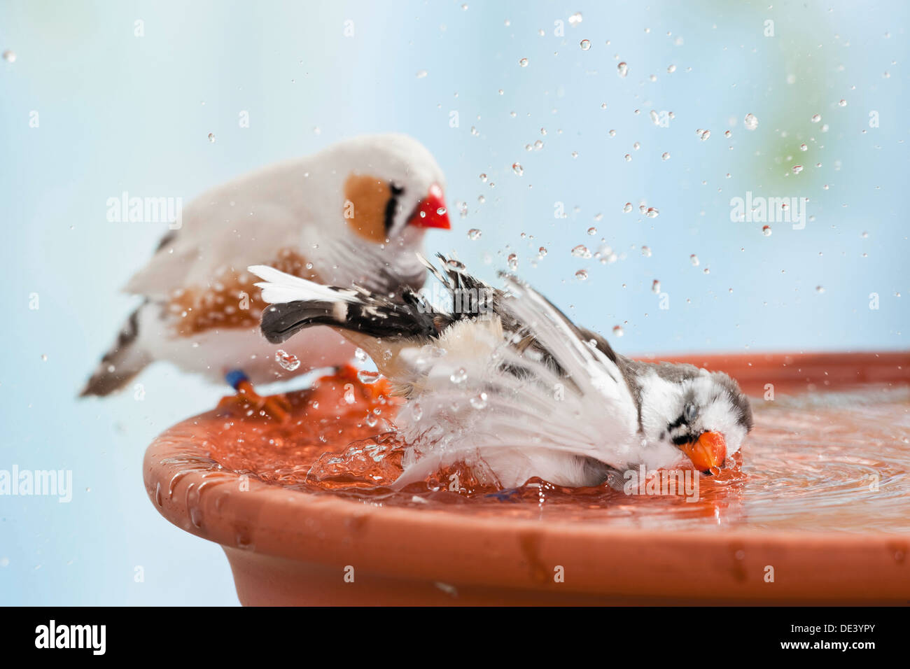 Zebra Finch Taeniopygia guttata Two adult birds bathing dish Stock ...