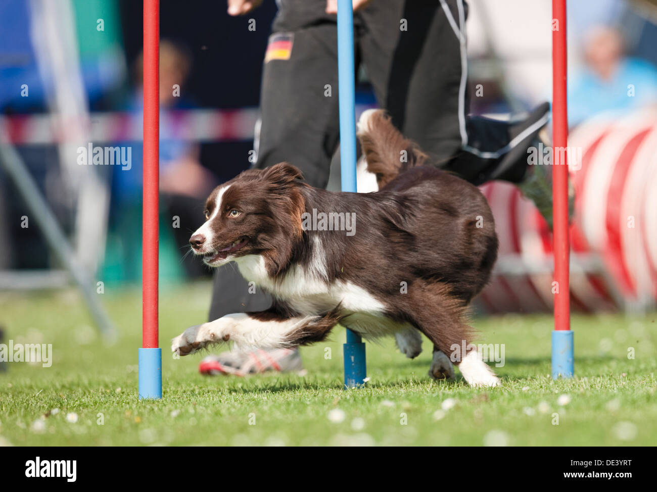 Australian Shepherd agility course Adult demonstrating fast weave poles ...