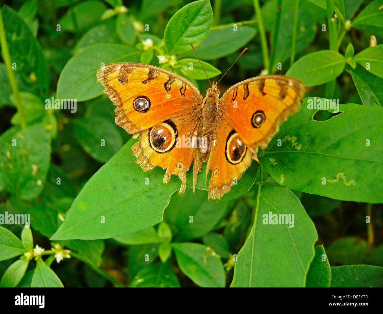 Precis hi-res stock photography and images - Alamy